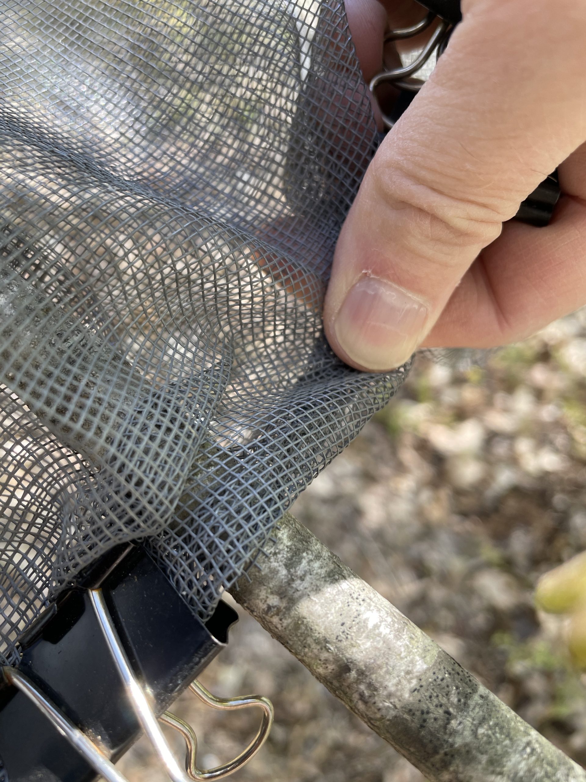 Periodical Cicada Cages | Cicadas