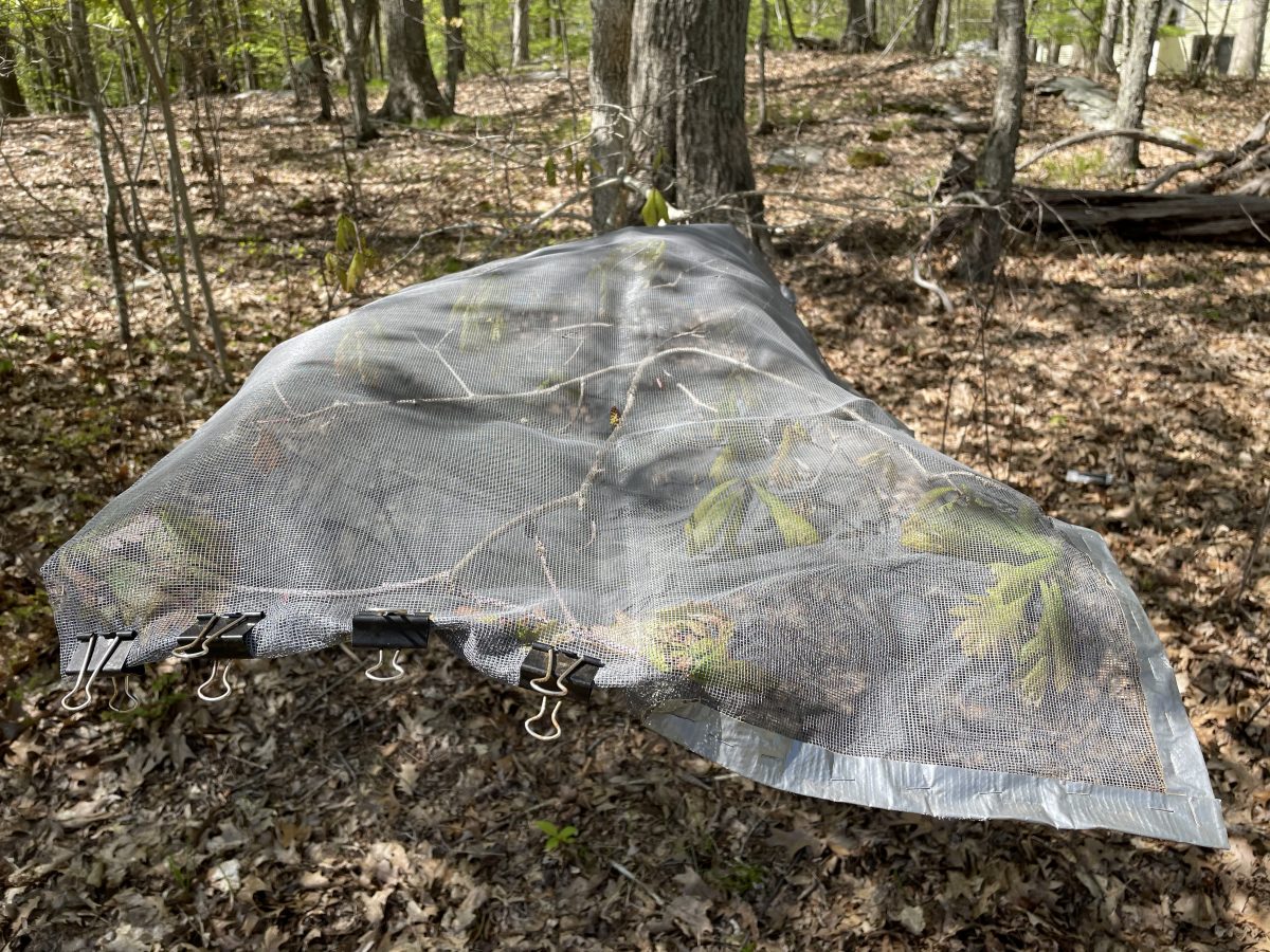 Periodical Cicada Cages | Cicadas