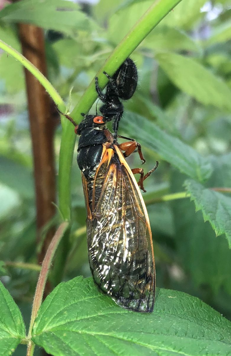 General Periodical Cicada Information | Cicadas